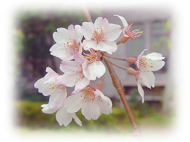 旅: 風呂屋の釜焚き